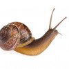 Slug Removal Service, Snail Removal Service | Post Falls, Coeur d'Alene ...